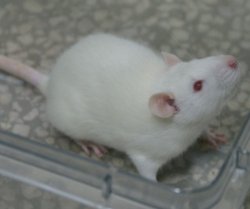 sd大鼠与wistar大鼠-千图网